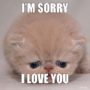Quotes to Express Sincere Apologies Mommy's Memorandum