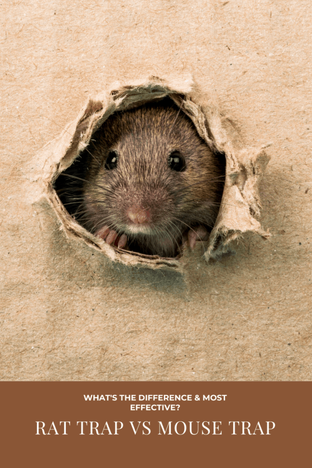 Rat Trap vs. Mouse Trap which One do You Need?